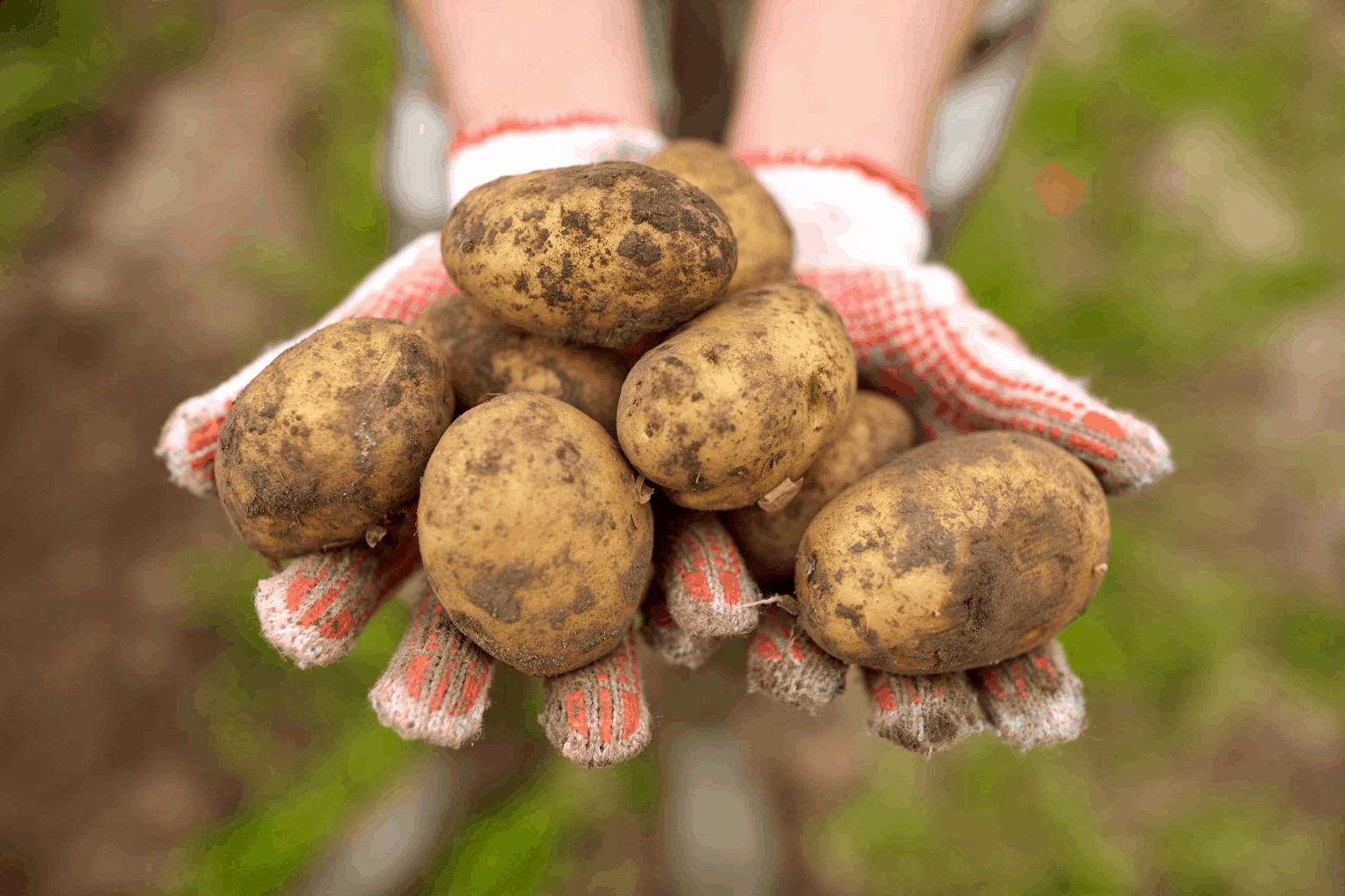 How long do potatoes last? →【 Expiration 2025